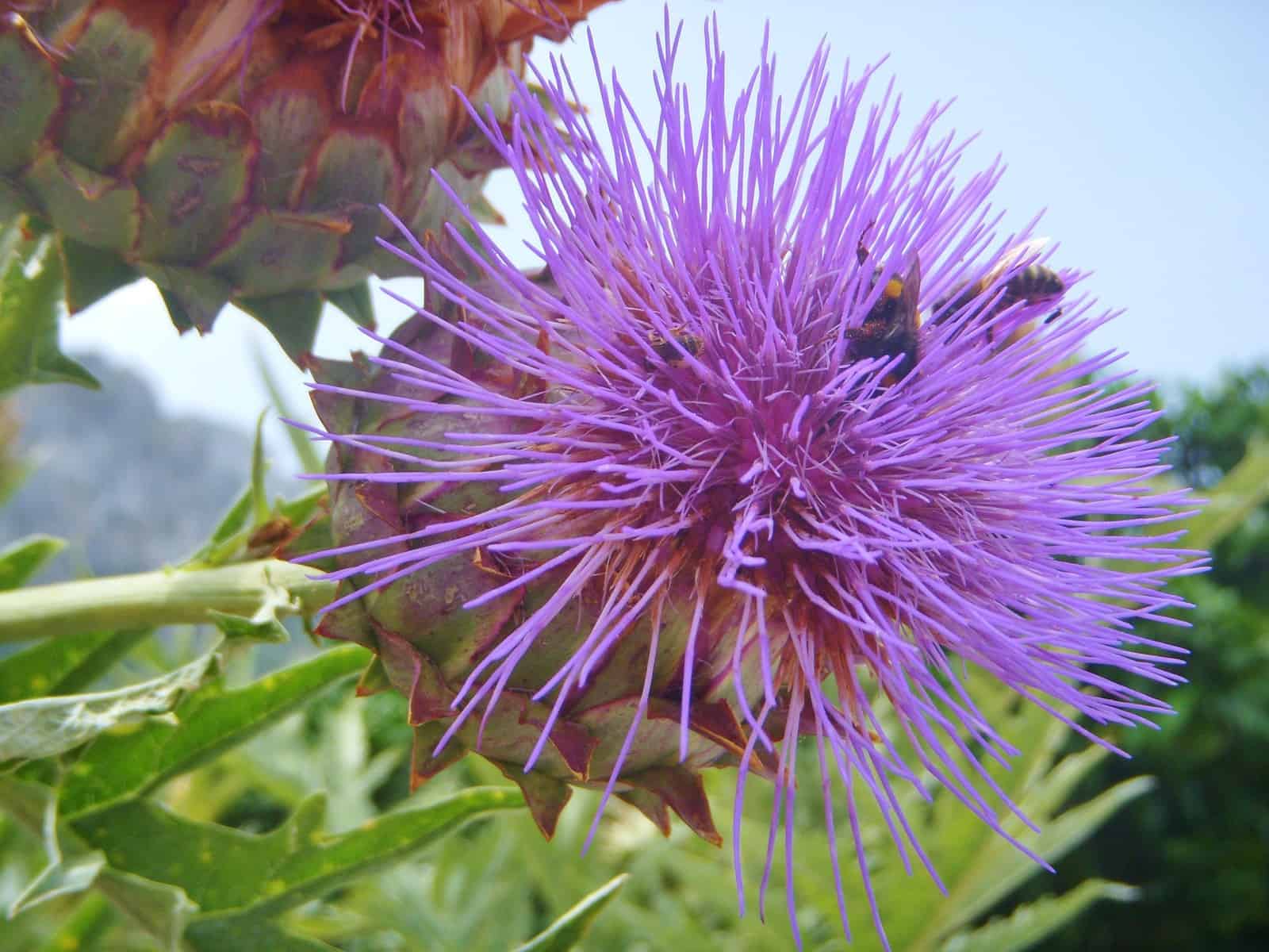 Flor de la Alcachofa - Enamorados de Alicante