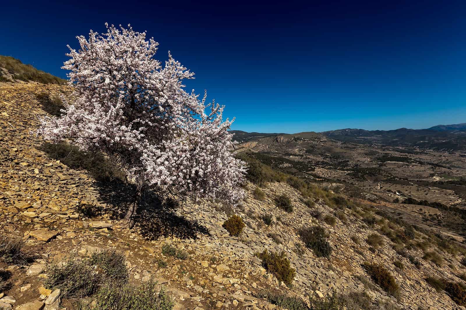 NATURALEZA EN FLOR - Enamorados de Alicante