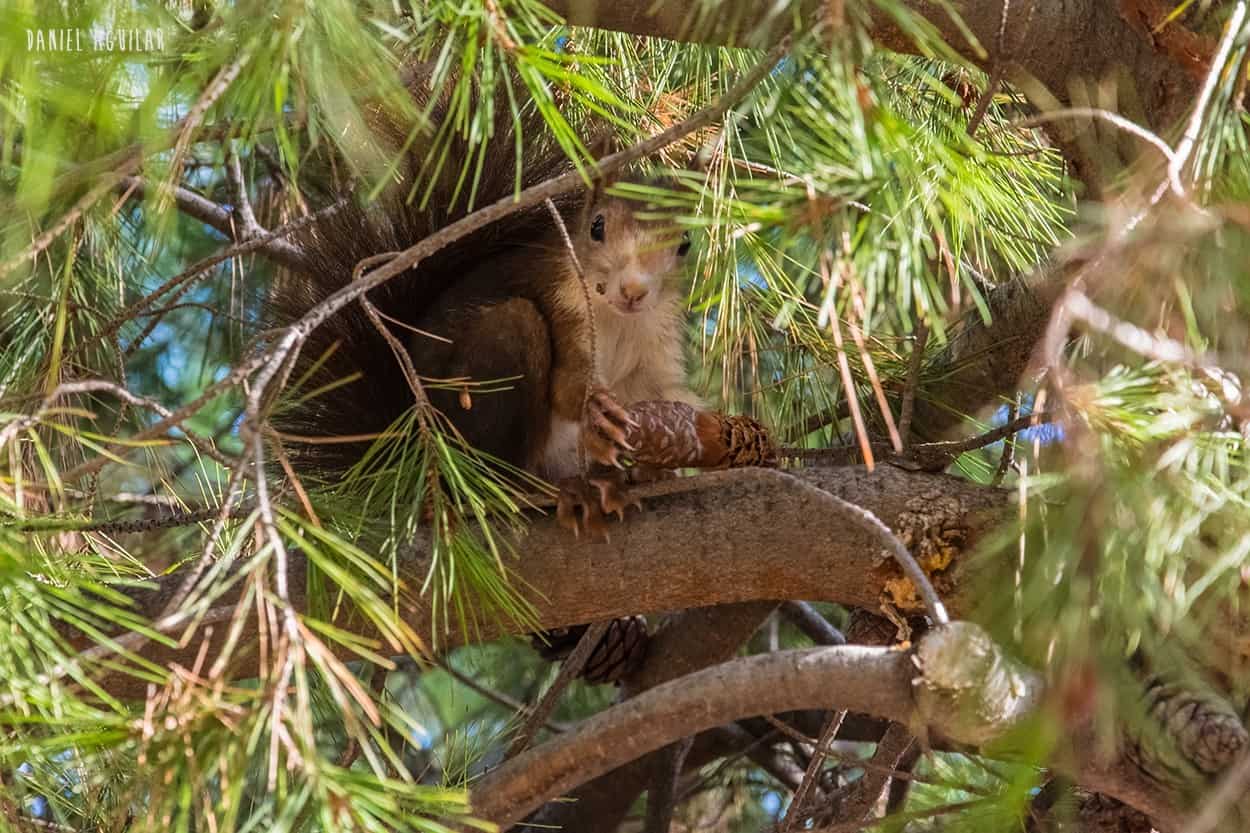 Ardilla Vilera | Enamorados de Alicante