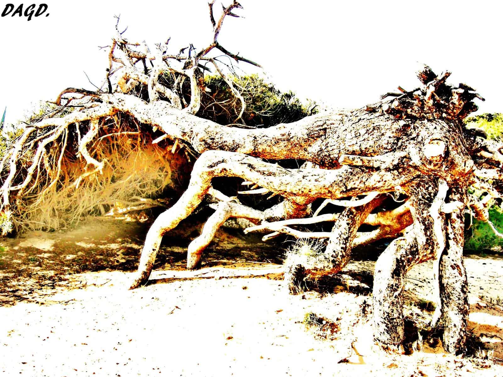 RESURGIR - Enamorados de Alicante