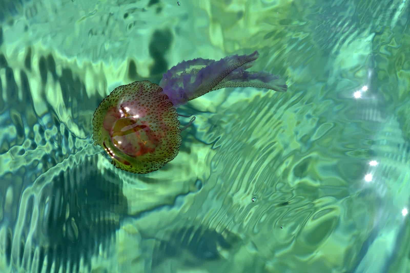 Noctiluca - Enamorados de Alicante