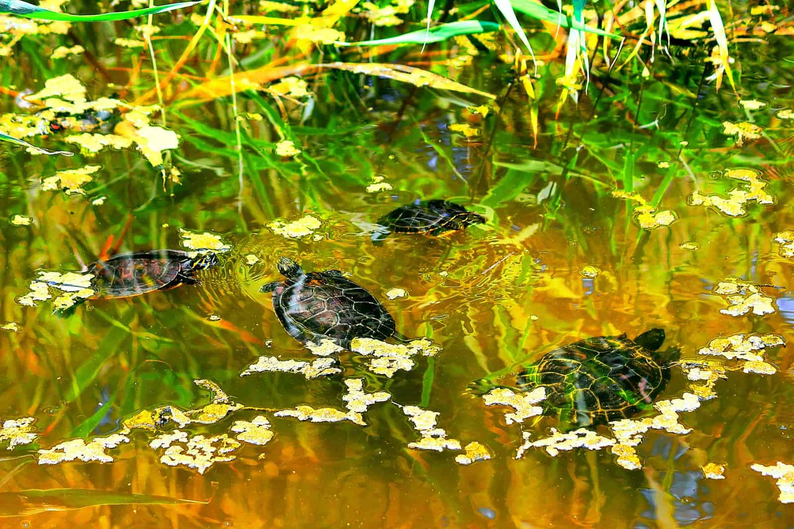Vida en la charca | Enamorados de Alicante