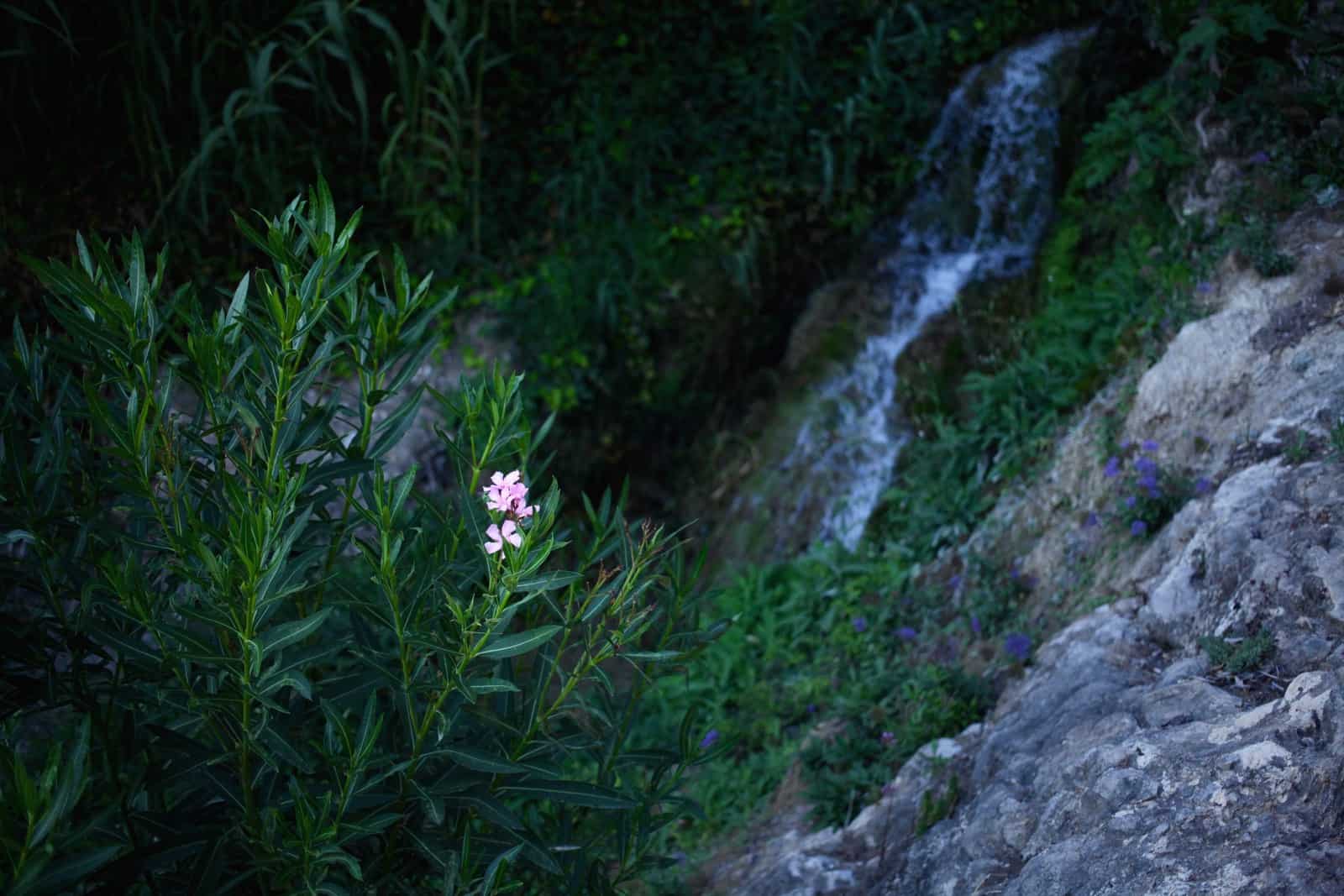 La belleza de la pureza - Enamorados de Alicante