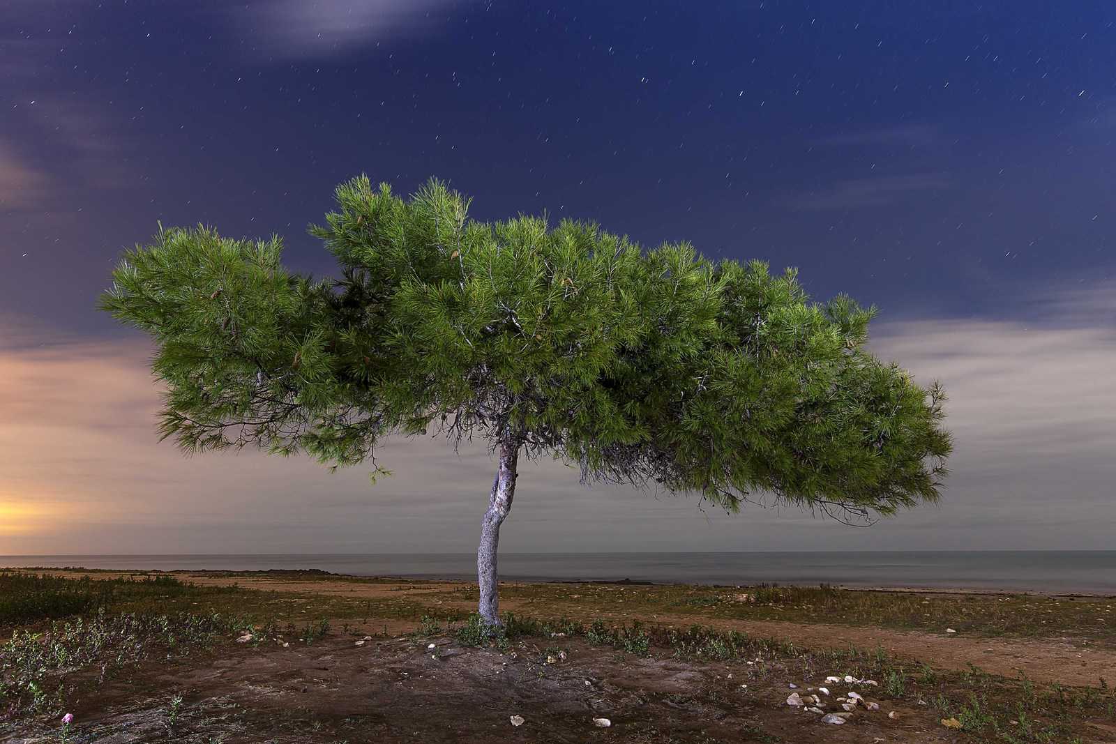 Carabasí | Enamorados de Alicante