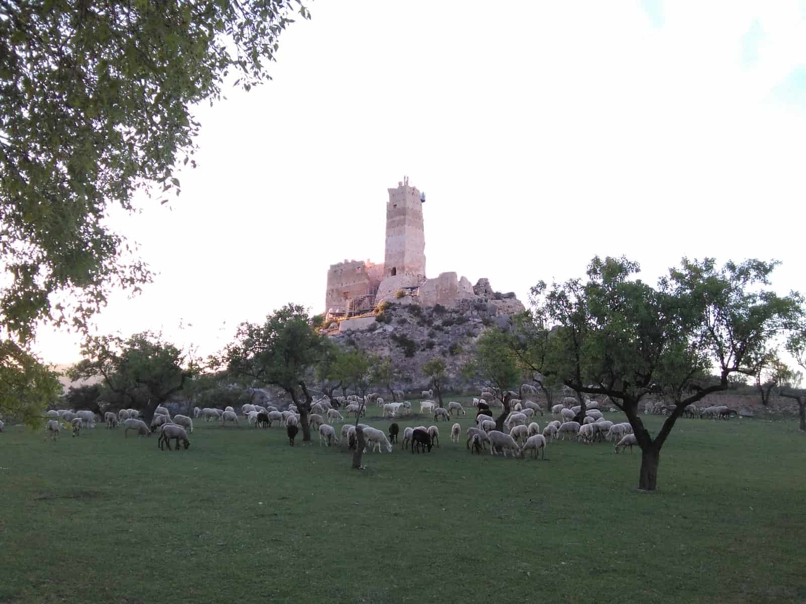 Penella - Enamorados de Alicante