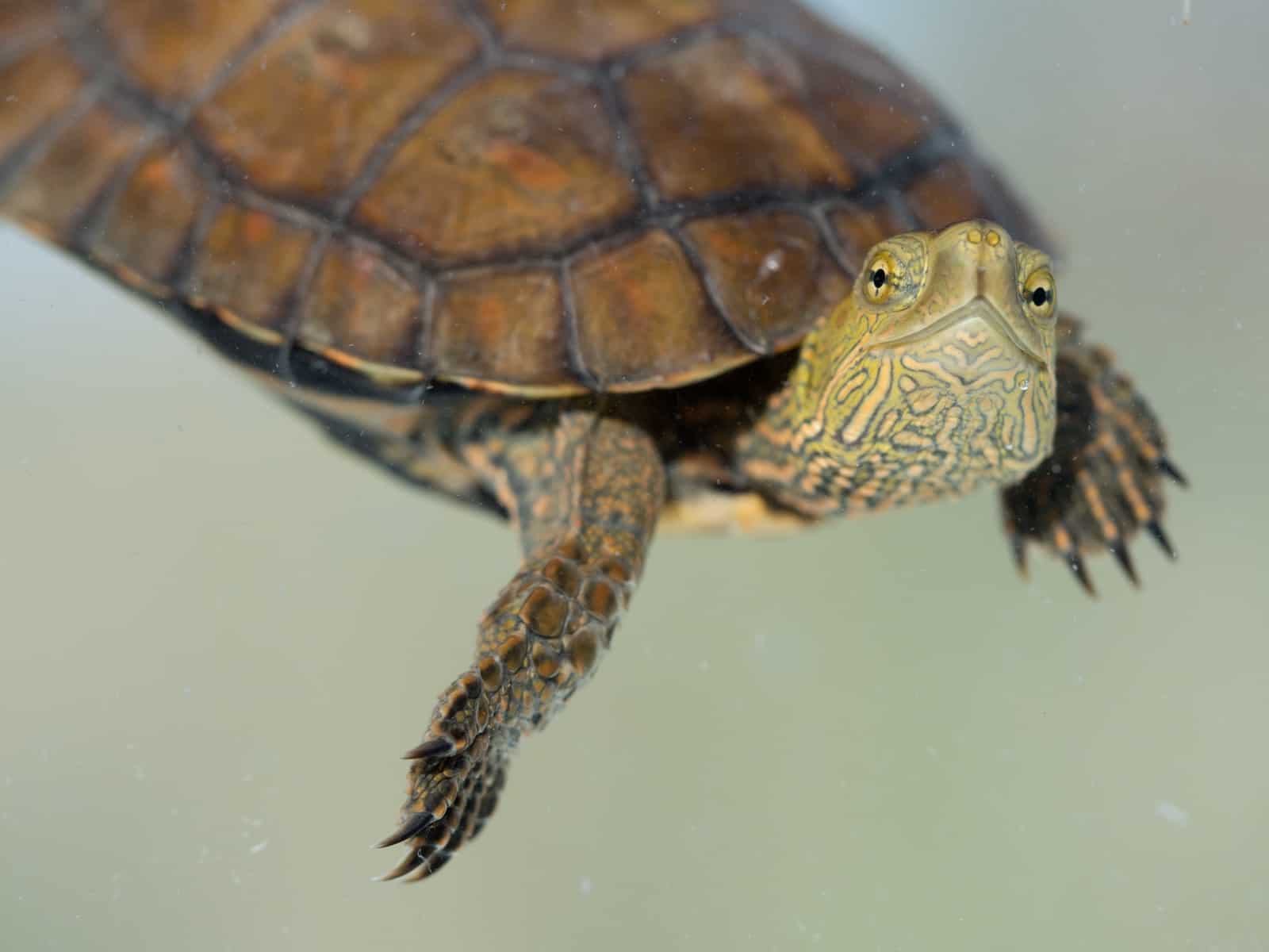 Un guapo leproso - Enamorados de Alicante