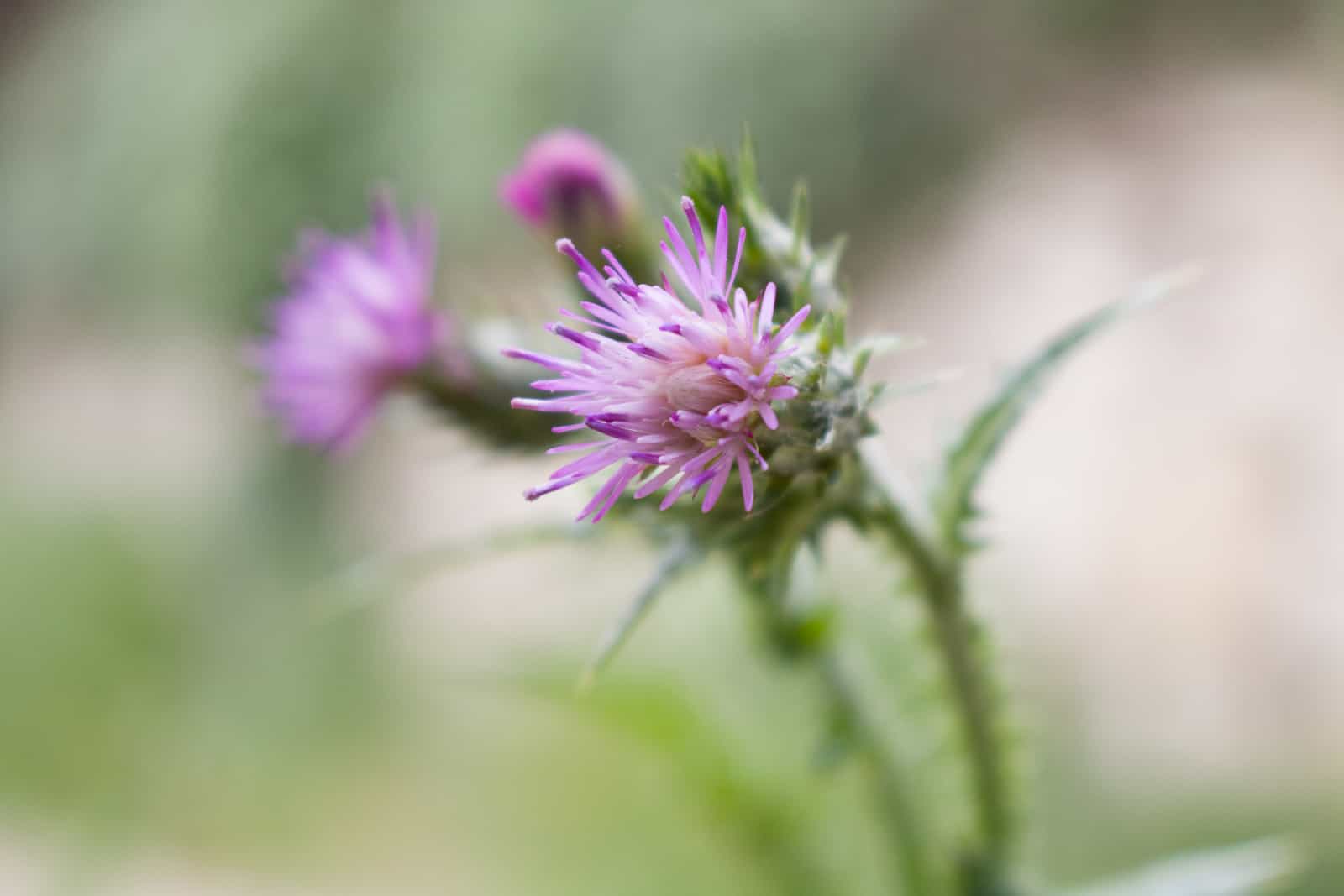 Cardo en flor - Enamorados de Alicante