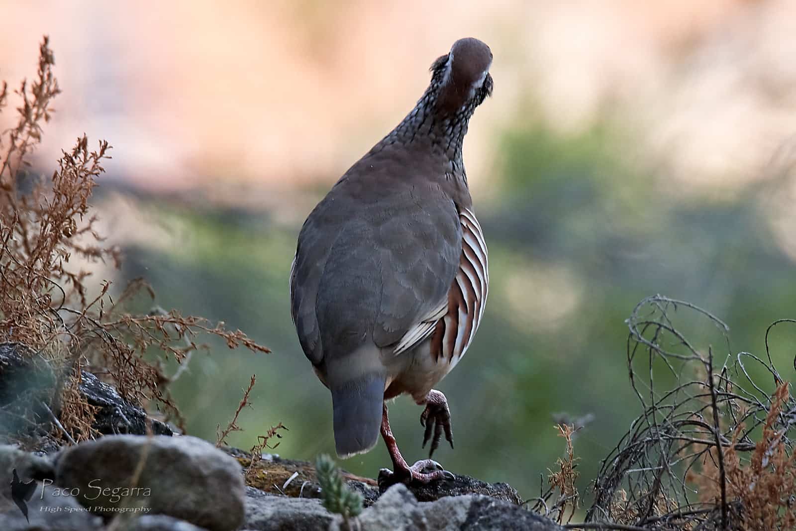 Desde su oteadero....La perdiz - Enamorados de Alicante