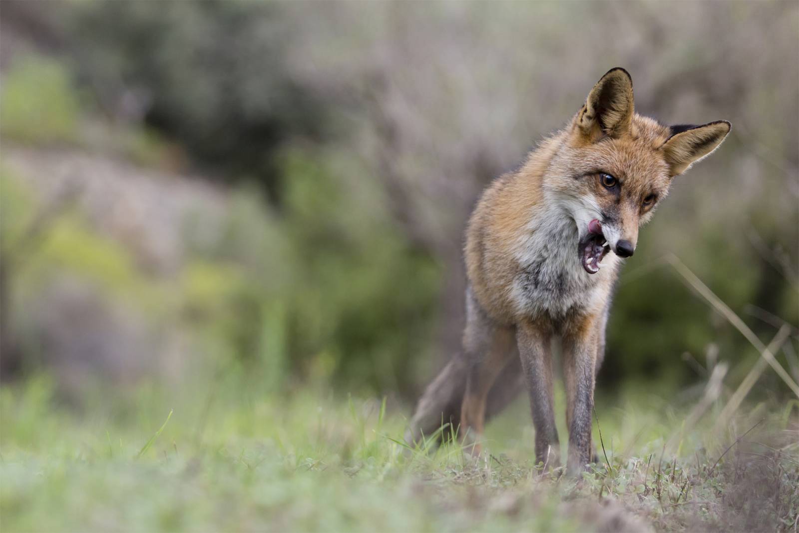 Rabosa - Enamorados de Alicante