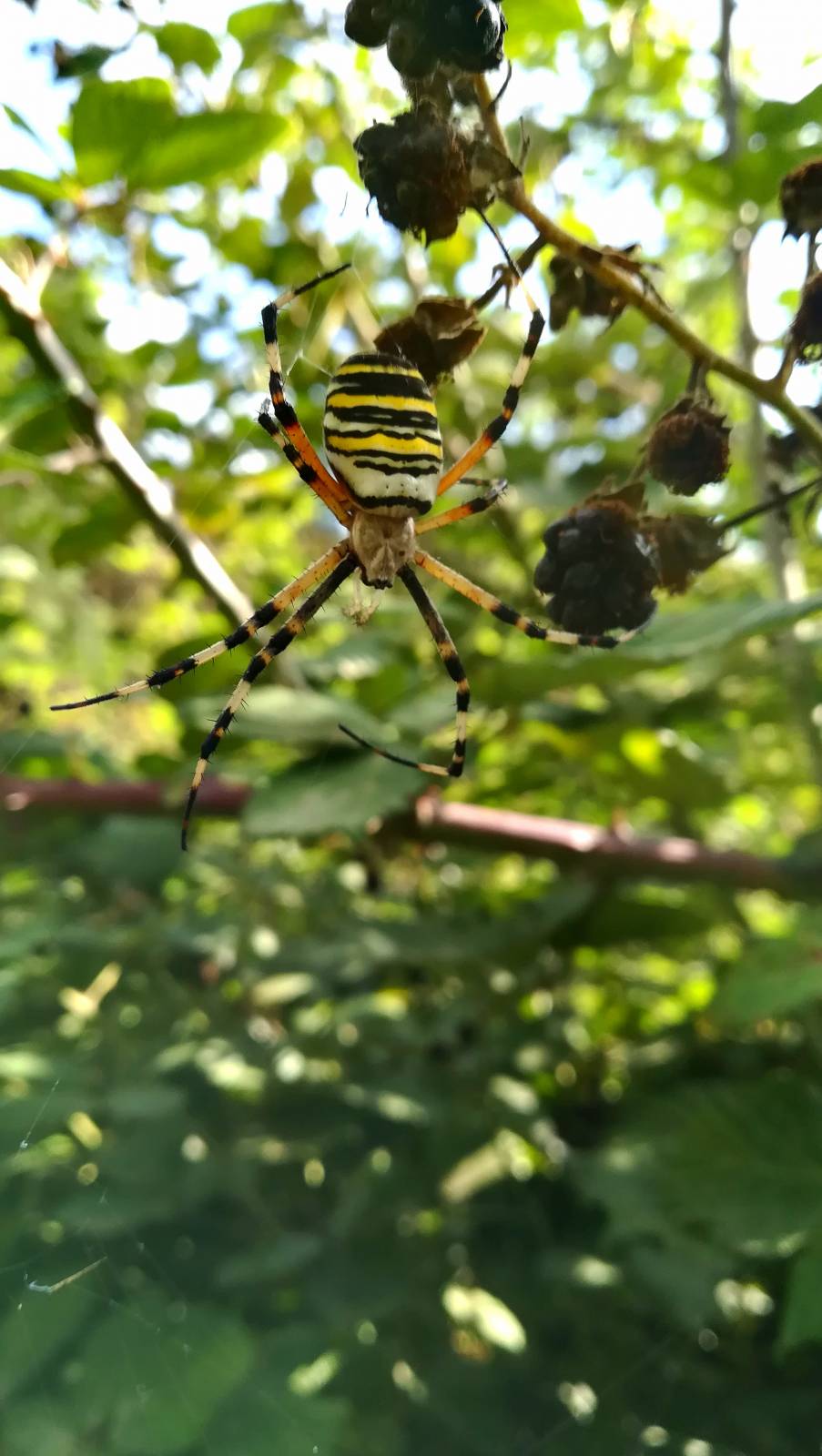 Aracne | Enamorados de Alicante