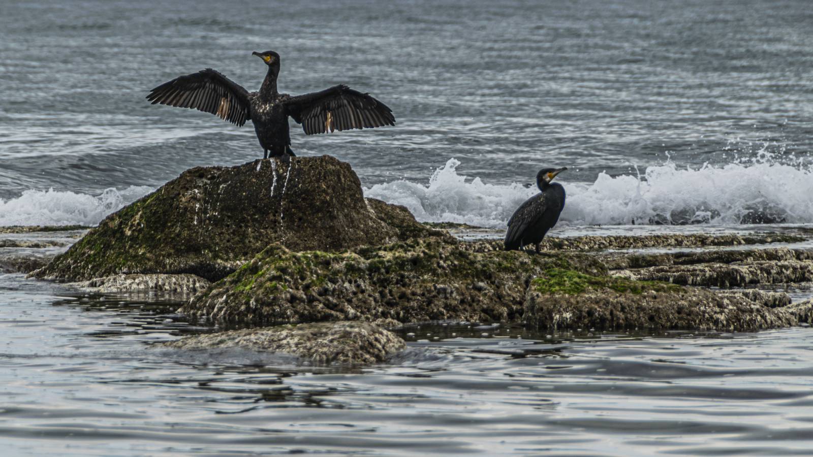 Baile de Cormoranes - Enamorados de Alicante