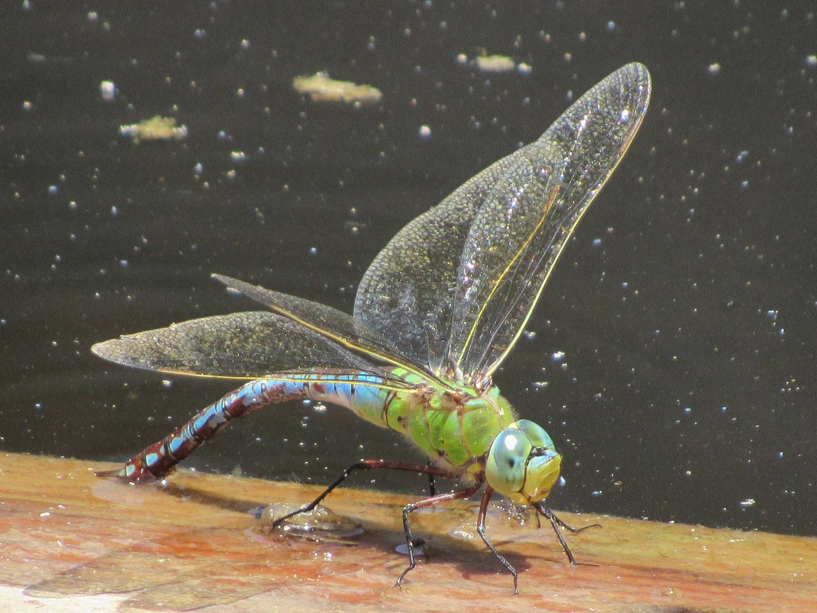 LIBÉLULA BICOLOR EN MONTAÑA ALCOYANA - Enamorados de Alicante