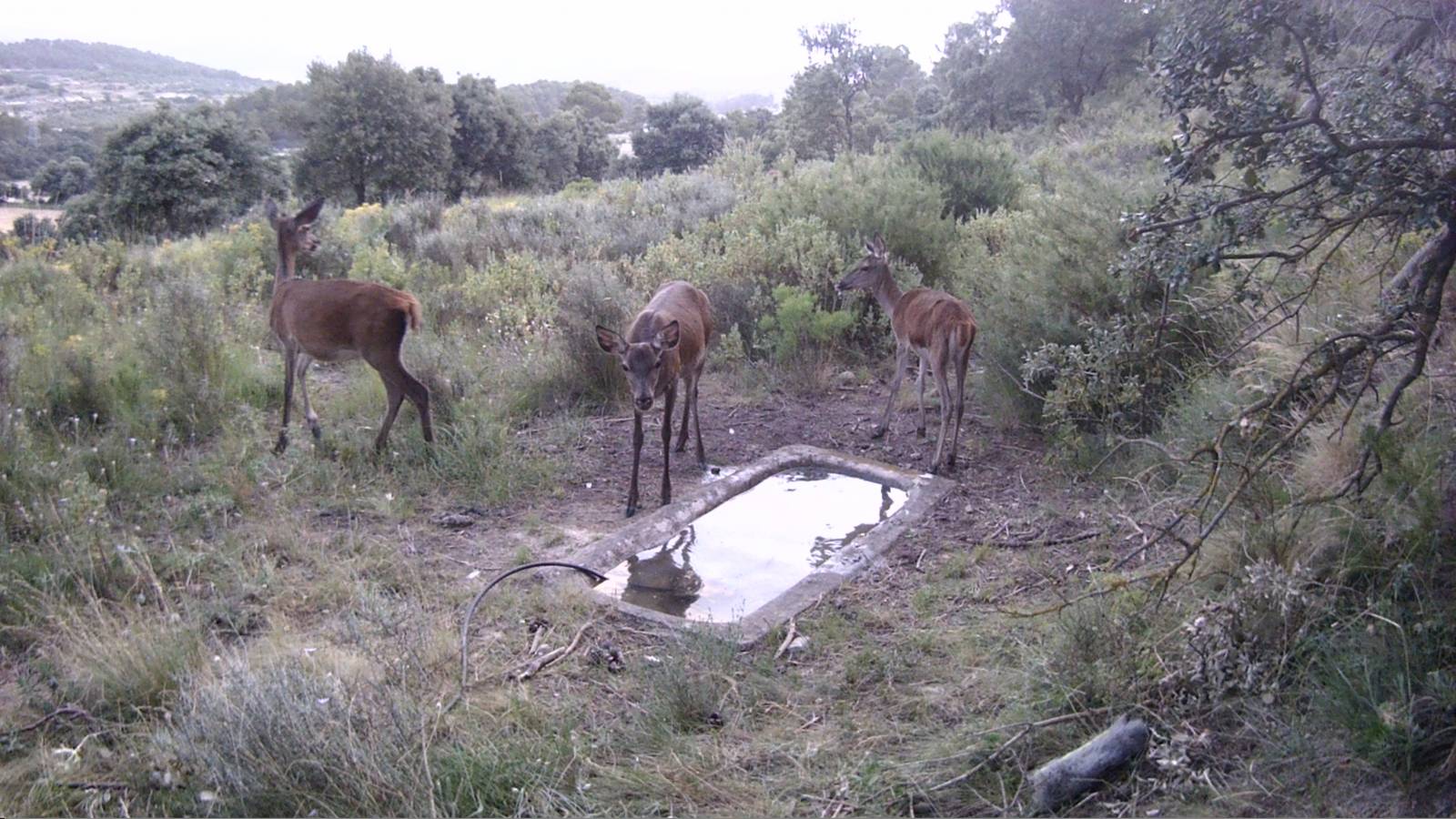 CIERVAS EN BEBEDERO | Enamorados de Alicante