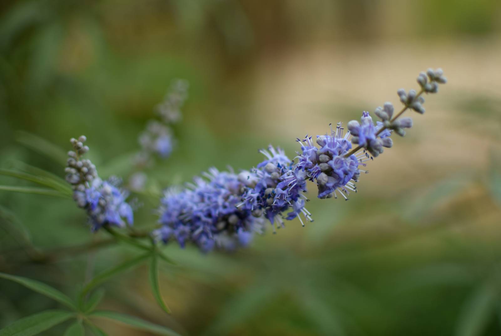 sauce gatillo - Enamorados de Alicante