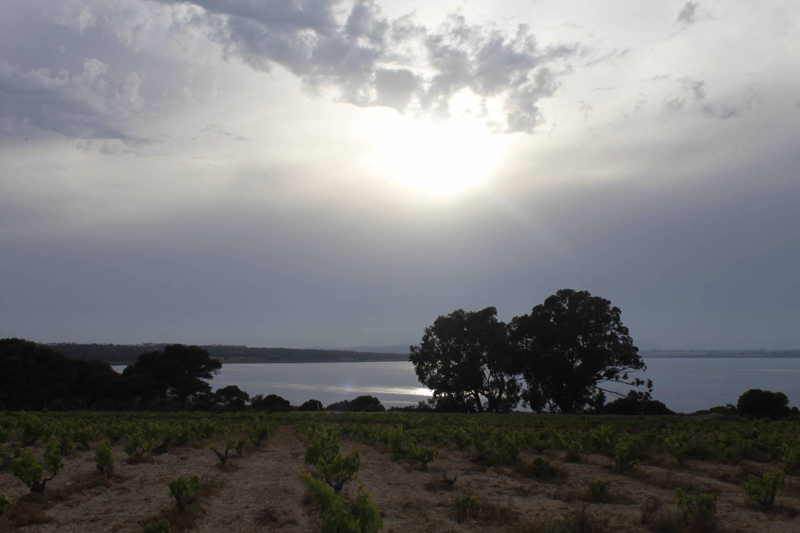 Viñedo de la Mata - Enamorados de Alicante