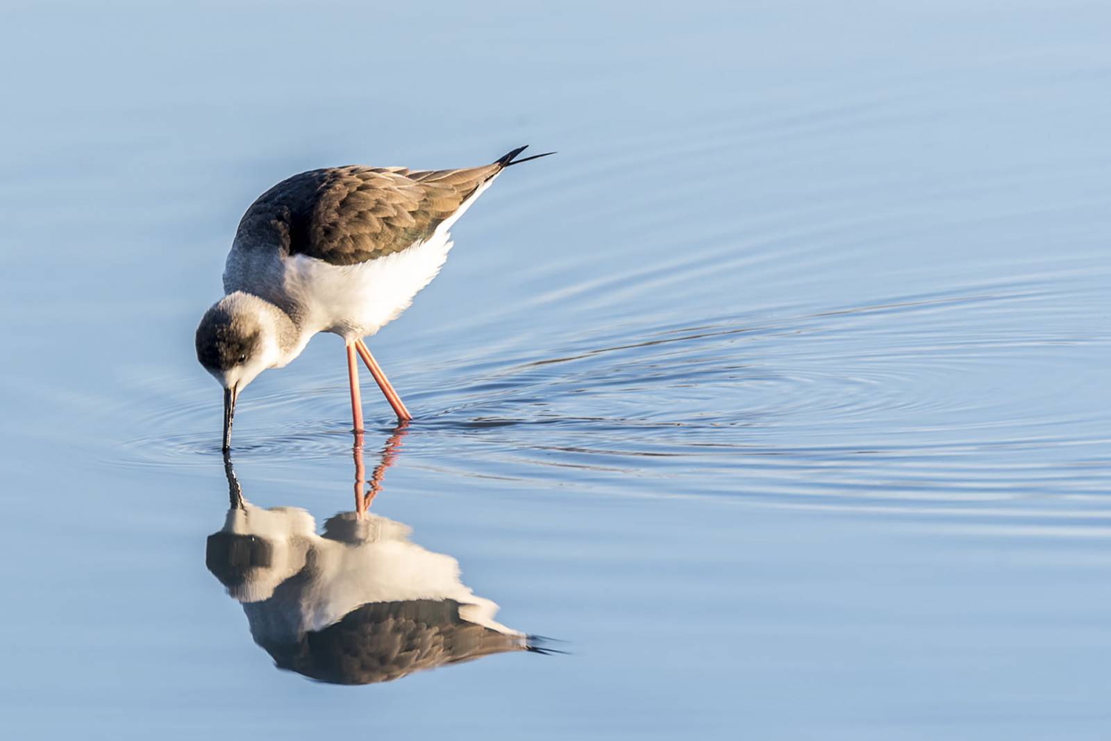 reflejo de la cigueñela - Enamorados de Alicante