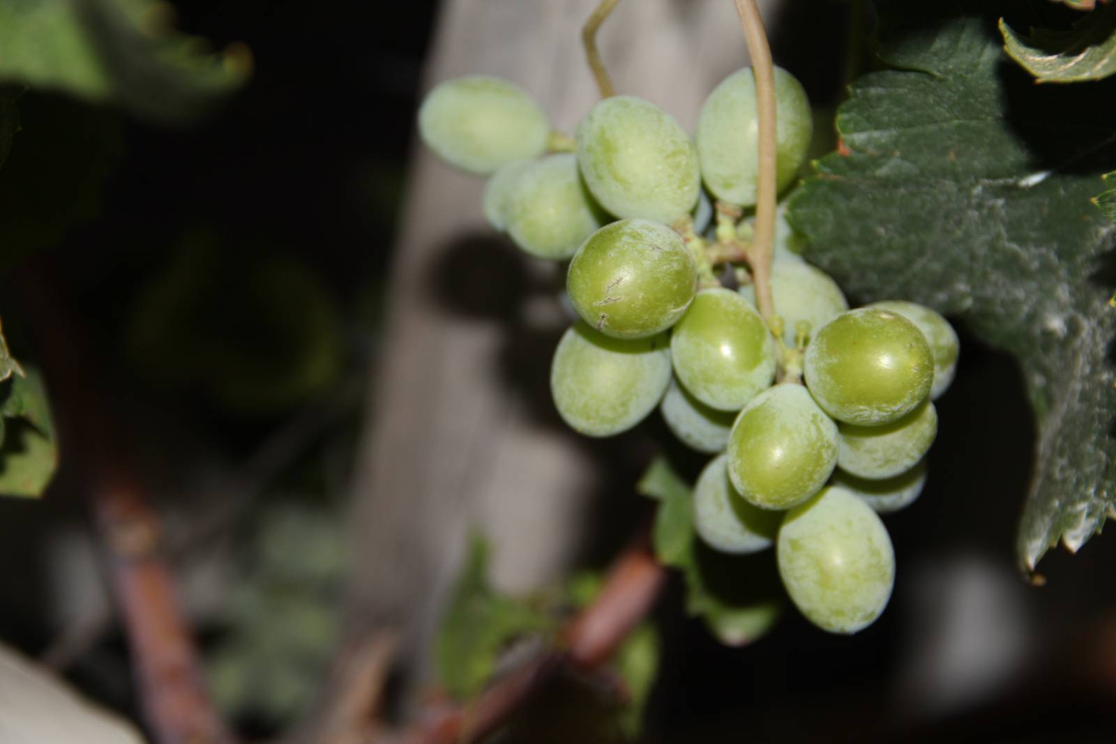 Racimo de uvas - Enamorados de Alicante