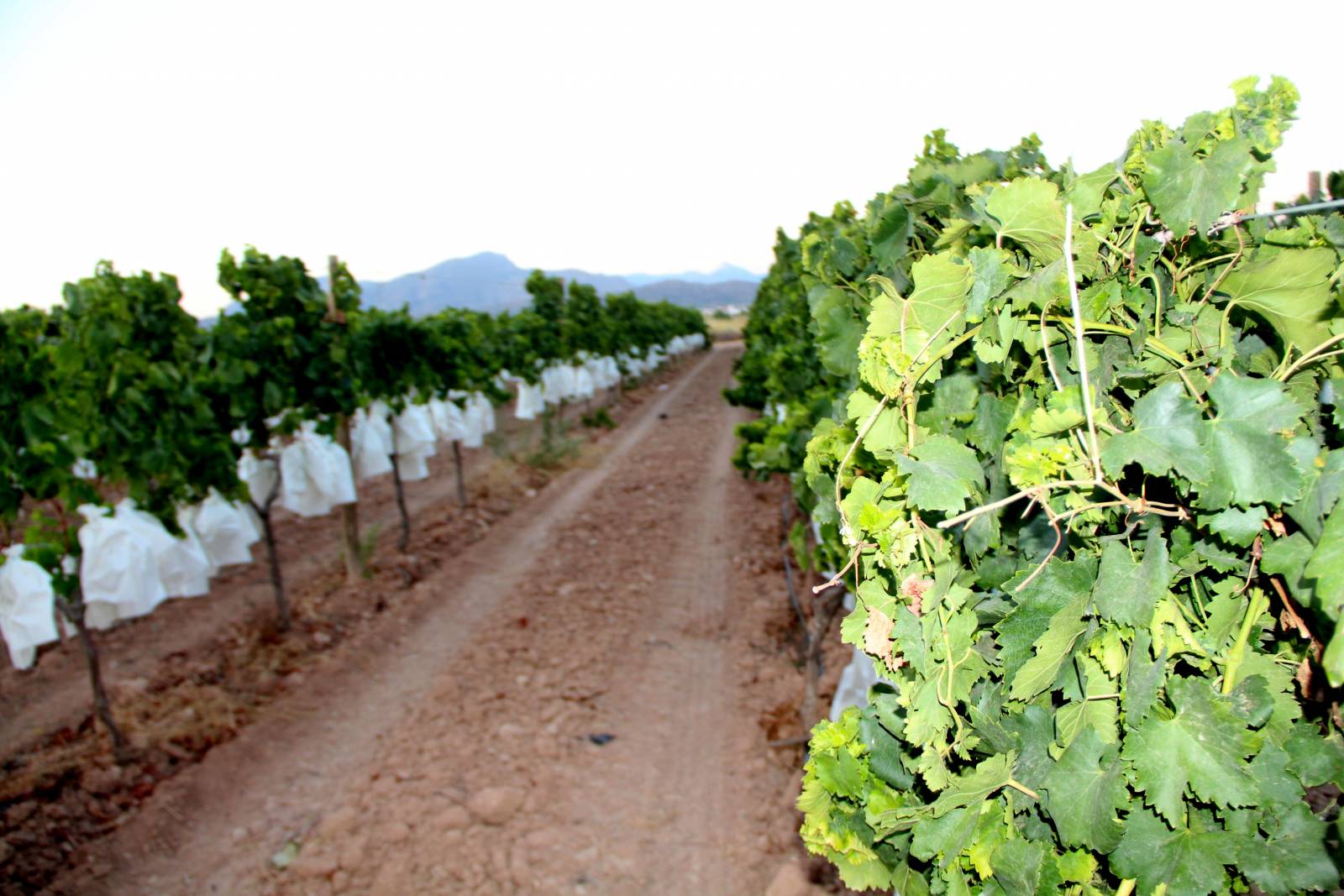 Las 12 campanadas - Enamorados de Alicante