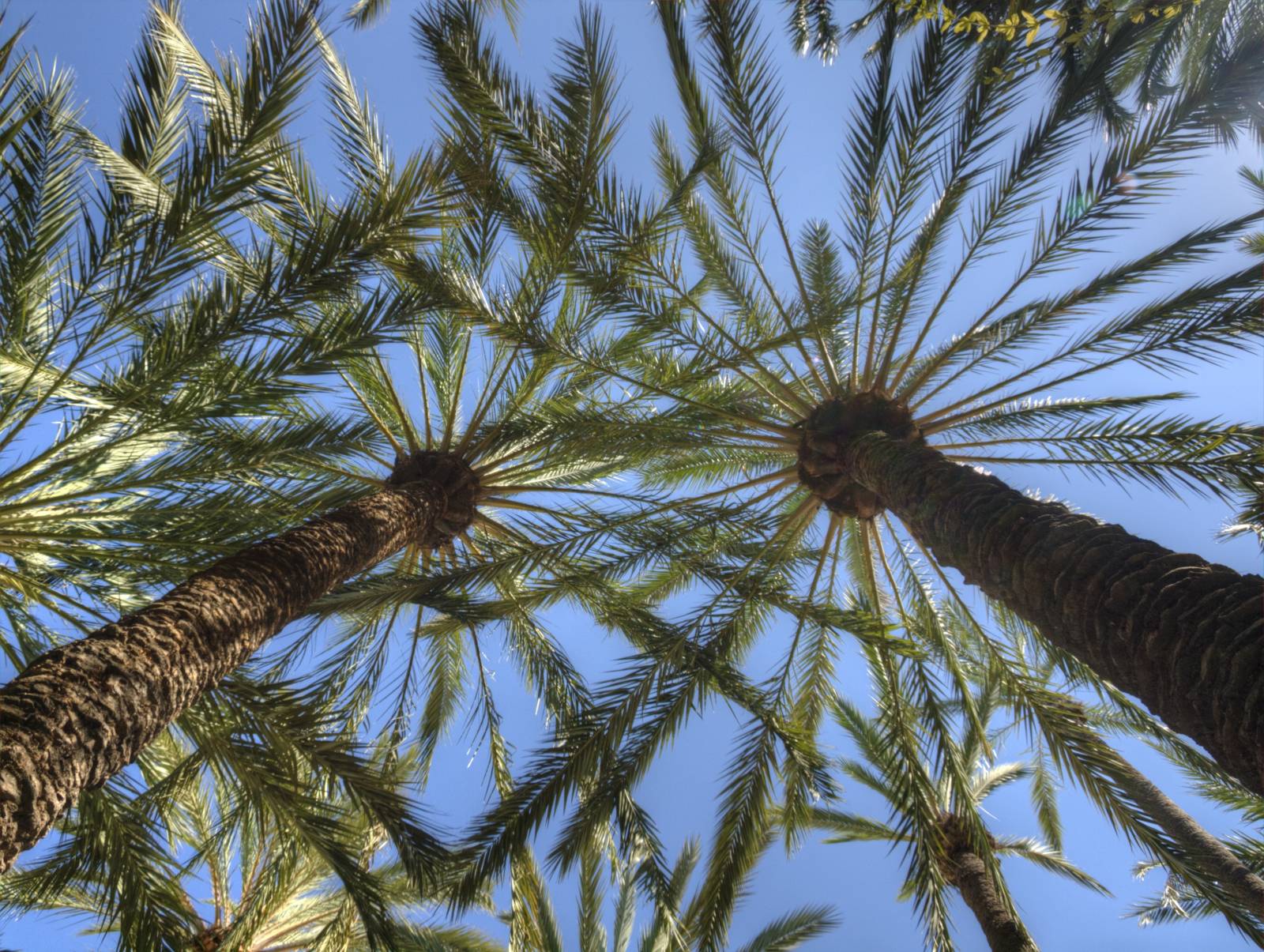 Ojos de Palmera | Enamorados de Alicante