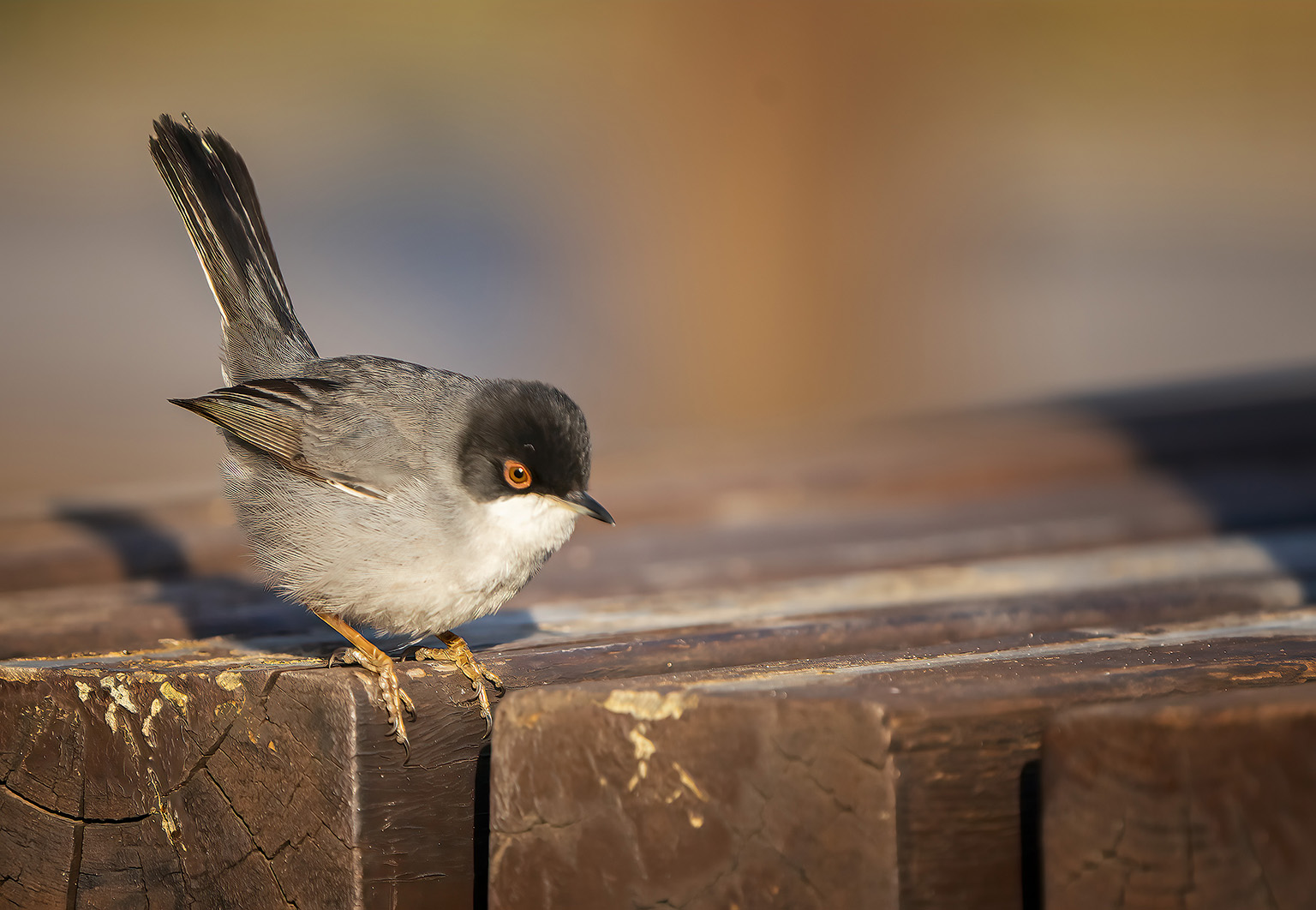 Pajarillo - Enamorados de Alicante
