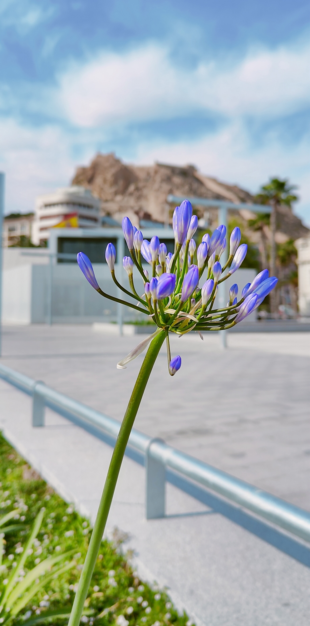 Flor con Castillo de Santa Bárbara de fondo | Enamorados de Alicante