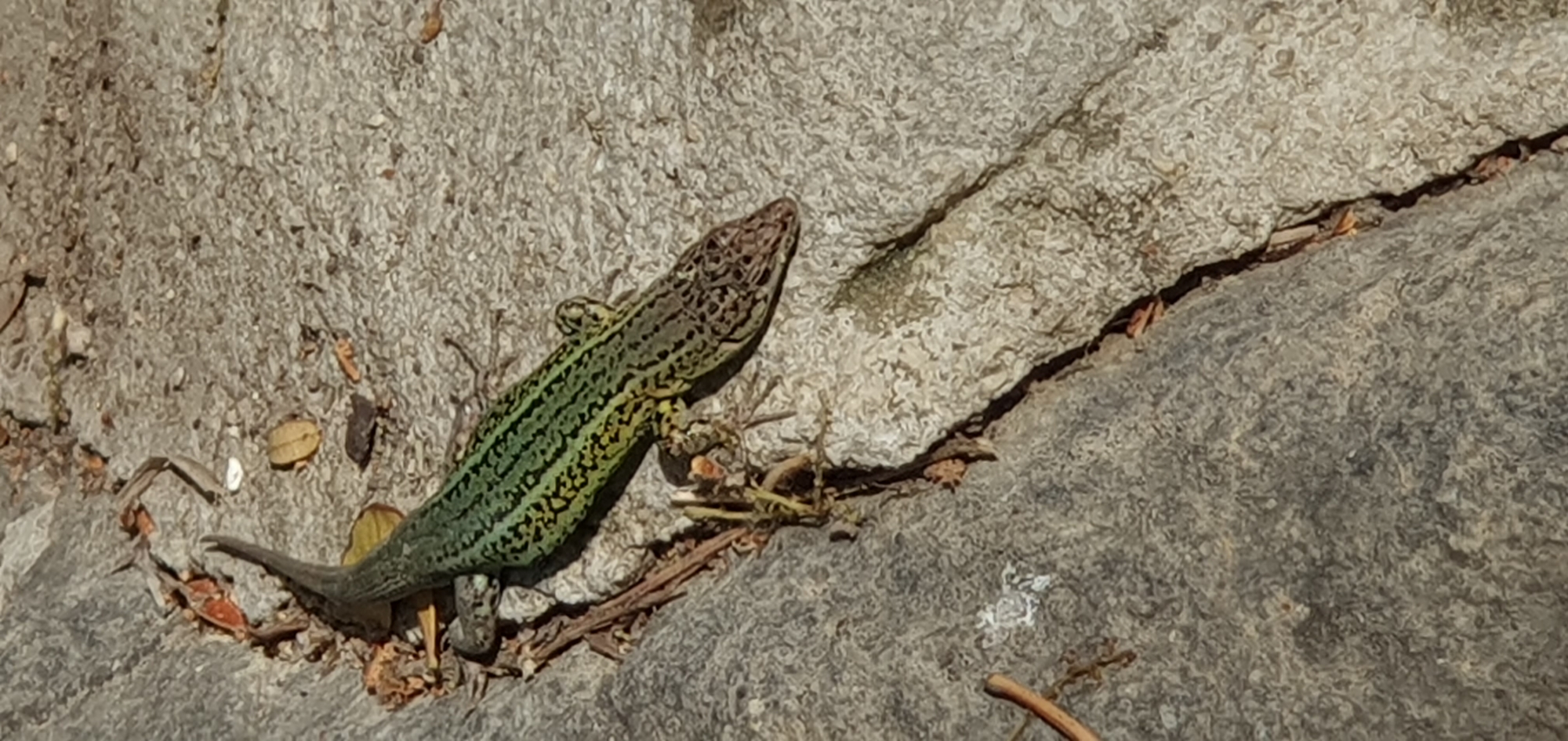 Fauna alicantina | Enamorados de Alicante